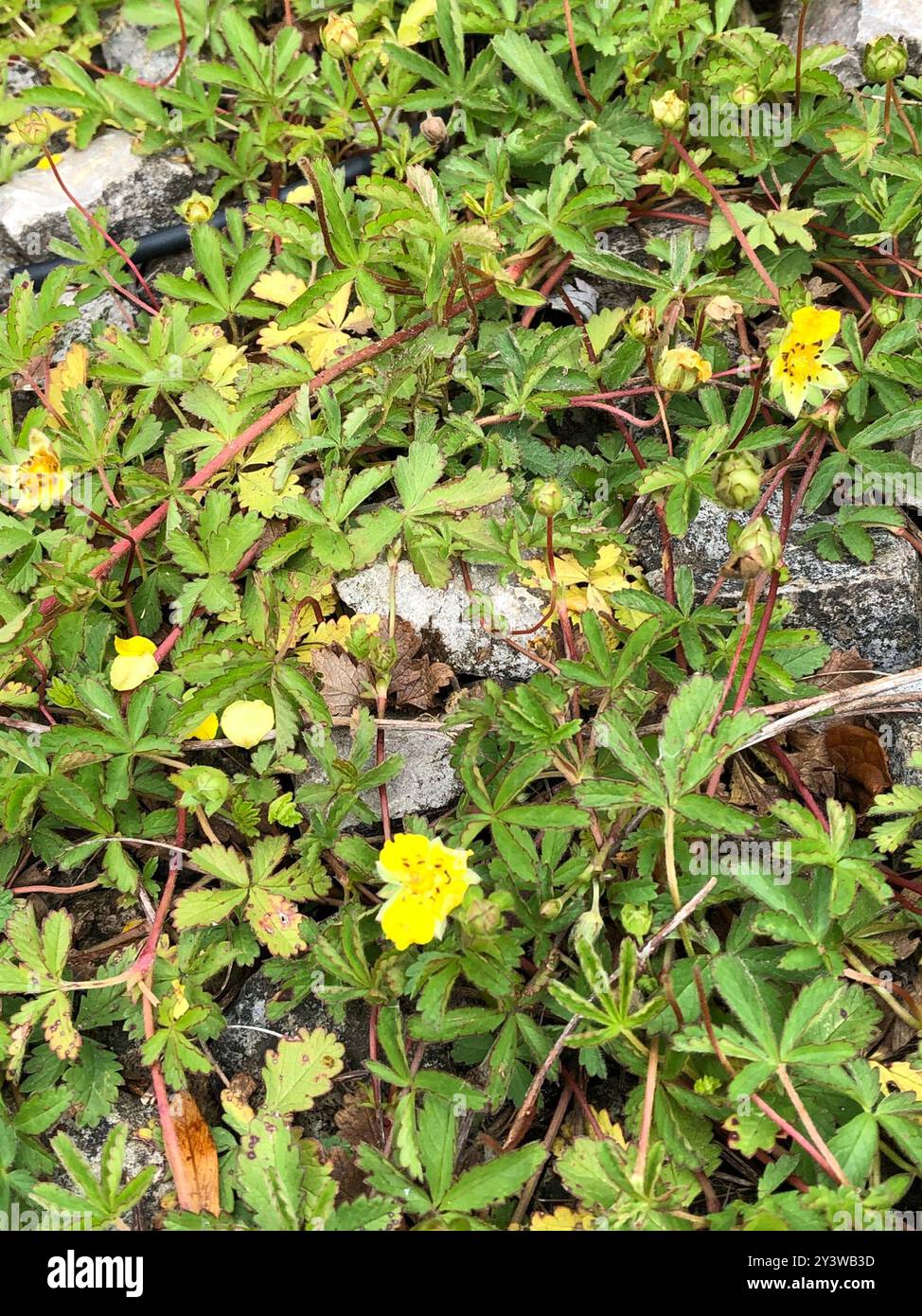 Creeping cinquefoil (Potentilla reptans) Plantae Stock Photo - Alamy