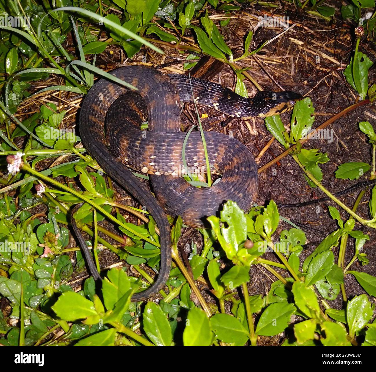 Banded Watersnake (Nerodia fasciata) Reptilia Stock Photo - Alamy