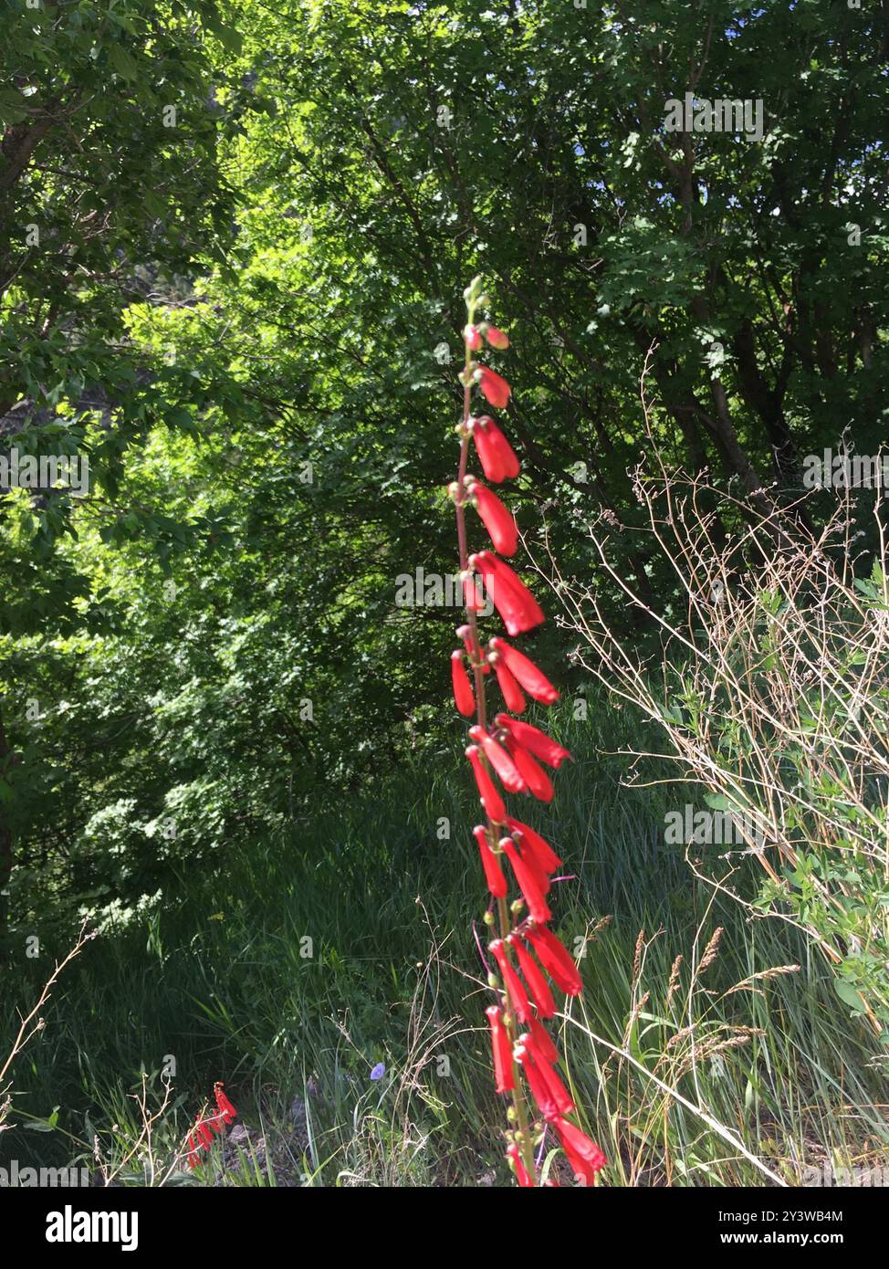 firecracker penstemon (Penstemon eatonii) Plantae Stock Photo - Alamy