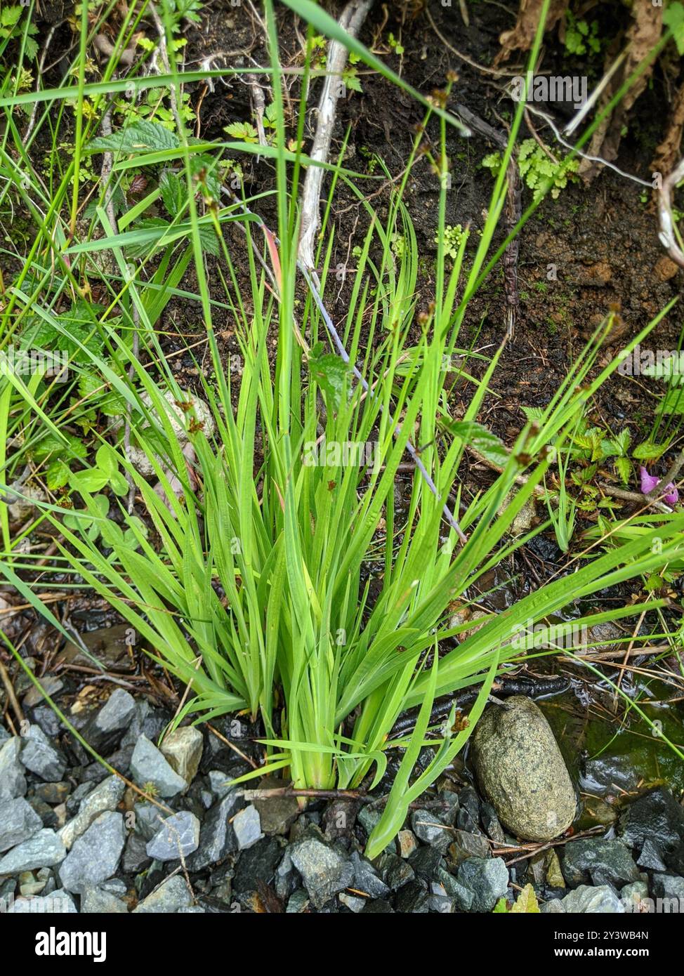 dagger rush (Juncus ensifolius) Plantae Stock Photo - Alamy