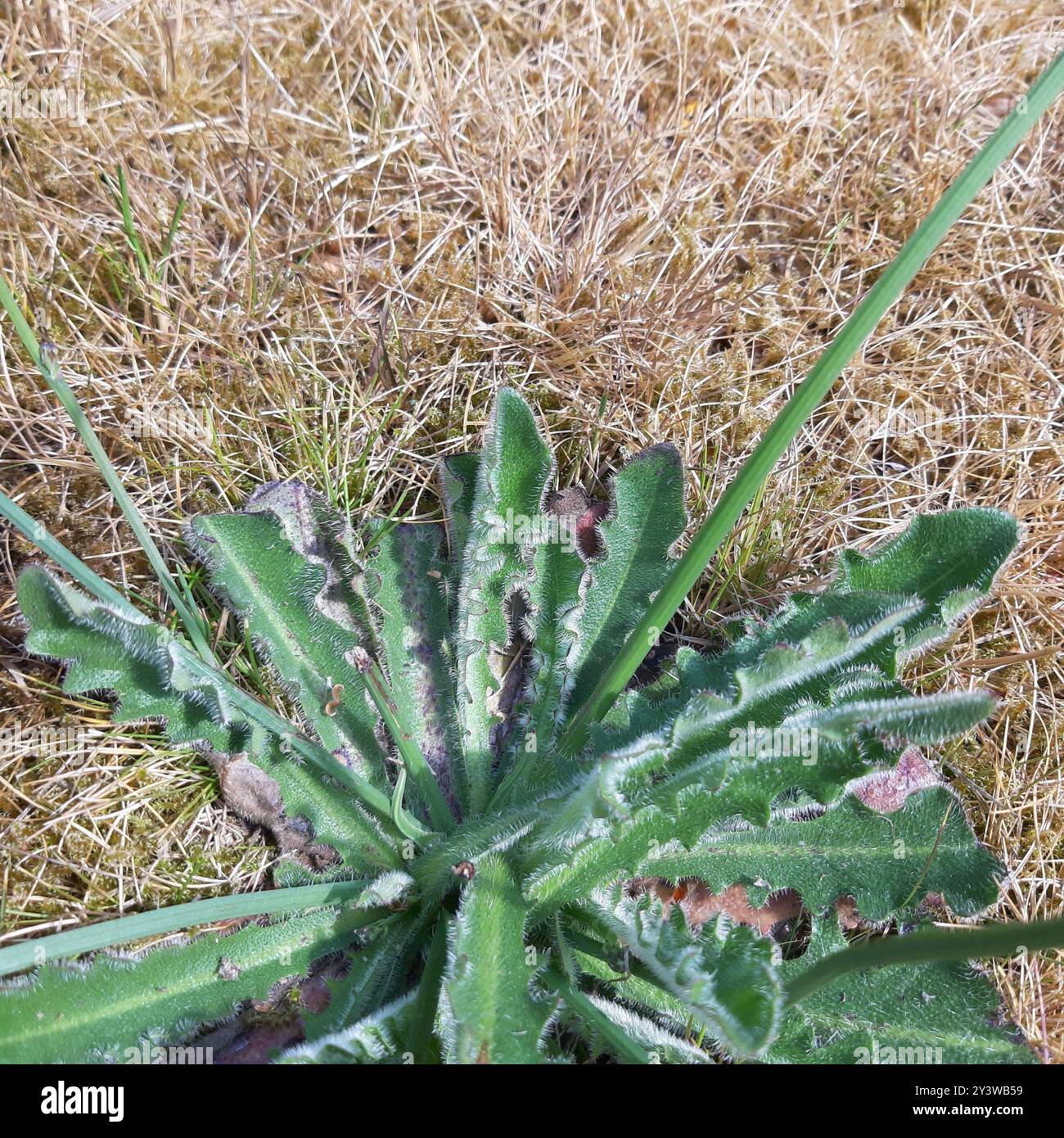 Common Cat's-ear (Hypochaeris radicata) Plantae Stock Photo - Alamy