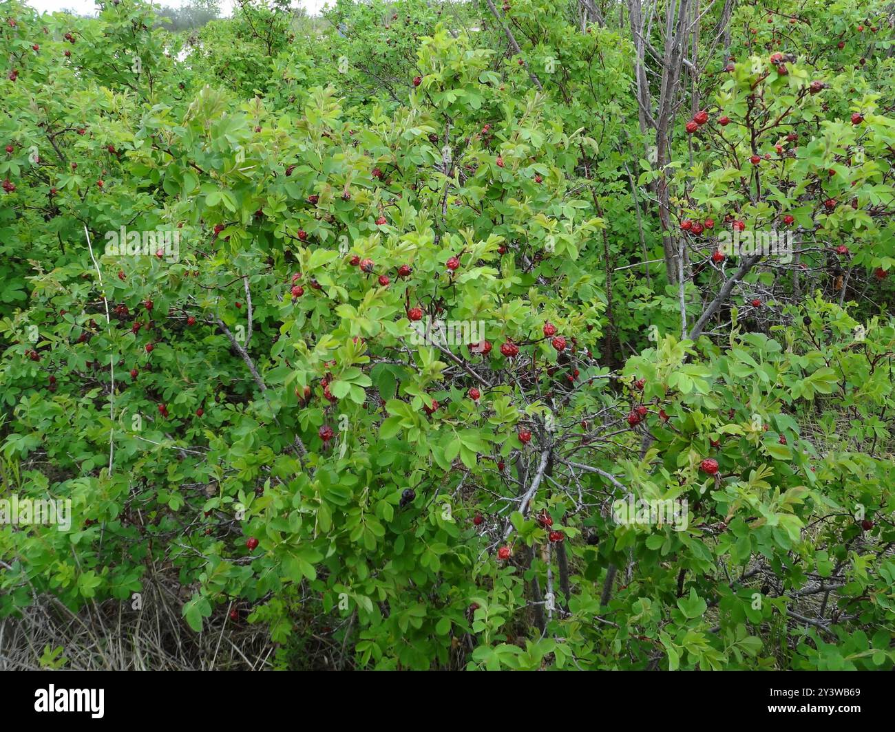 Prickly Wild Rose (Rosa acicularis) Plantae Stock Photo - Alamy