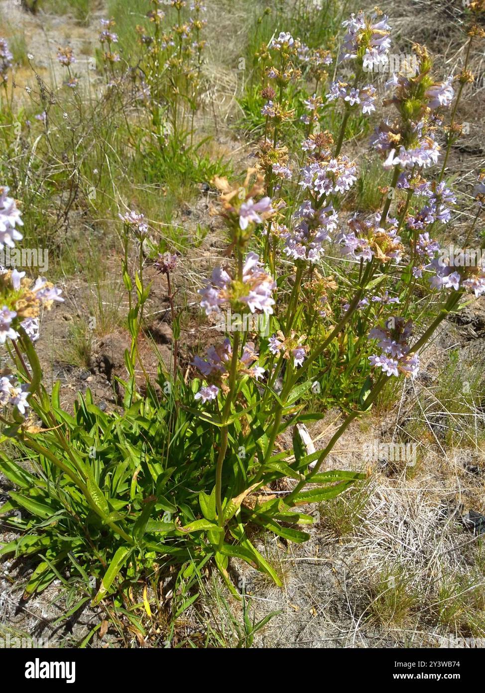 Shasta Beardtongue (Penstemon heterodoxus shastensis) Plantae Stock ...