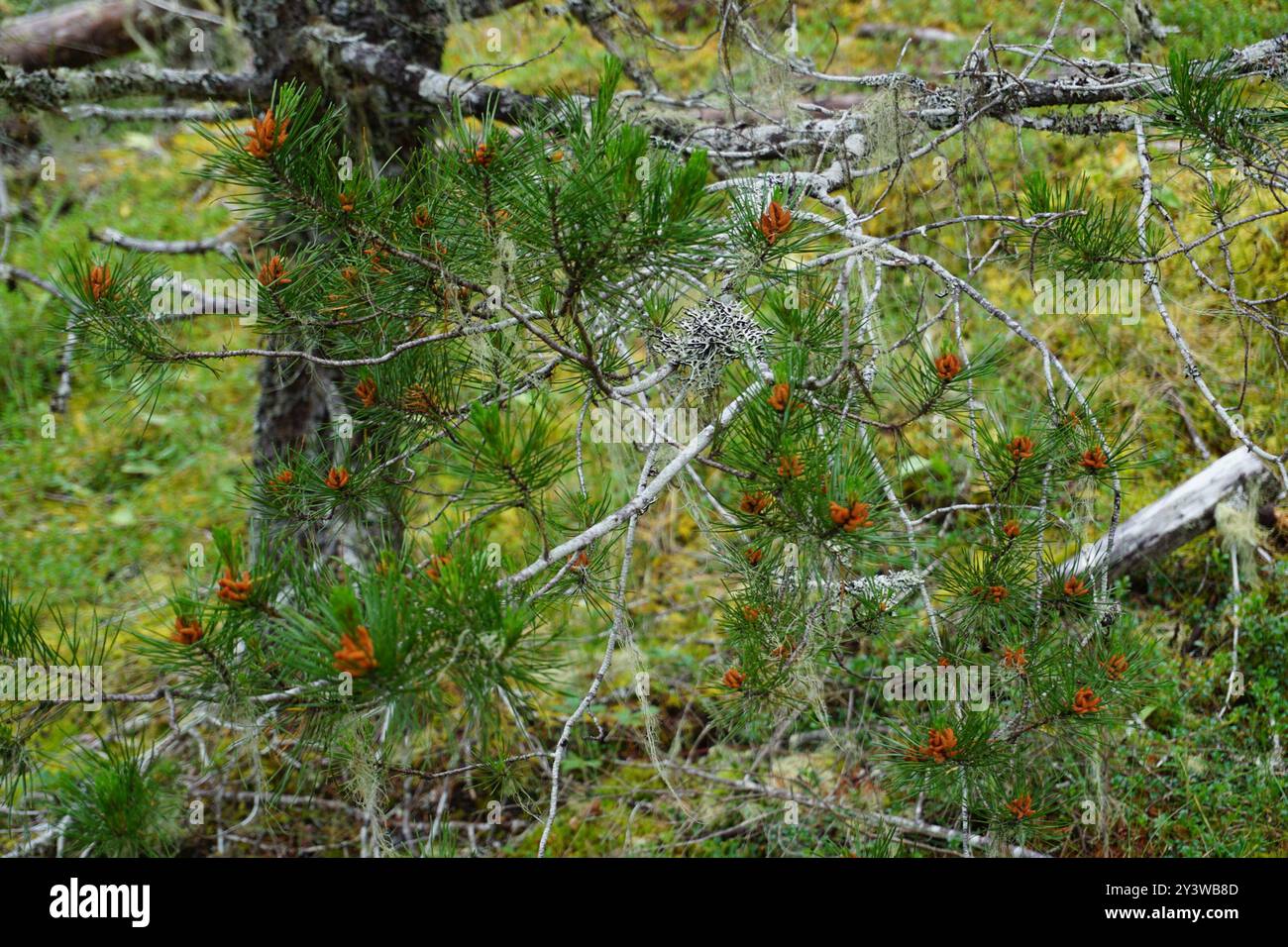 Shore Pine (Pinus contorta contorta) Plantae Stock Photo - Alamy