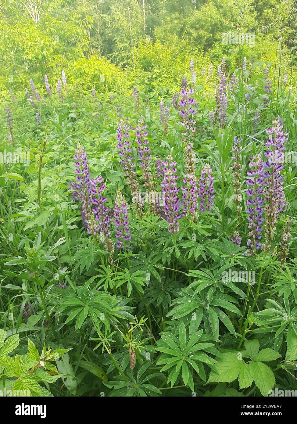 Large-leaved lupine (Lupinus polyphyllus) Plantae Stock Photo - Alamy