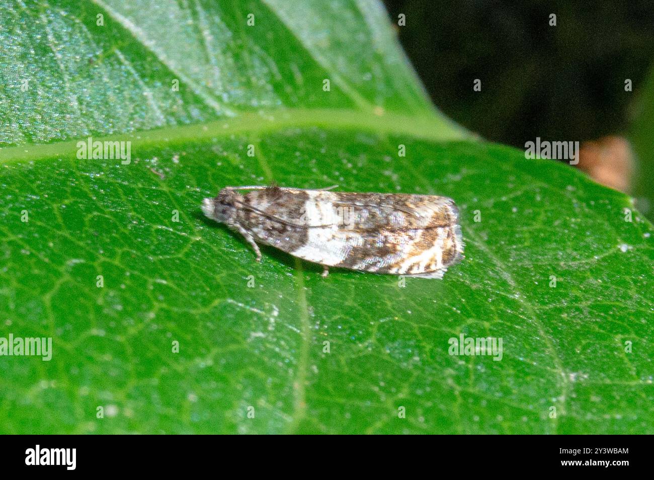 Banded Olethreutes Moth (Olethreutes fasciatana) Insecta Stock Photo ...