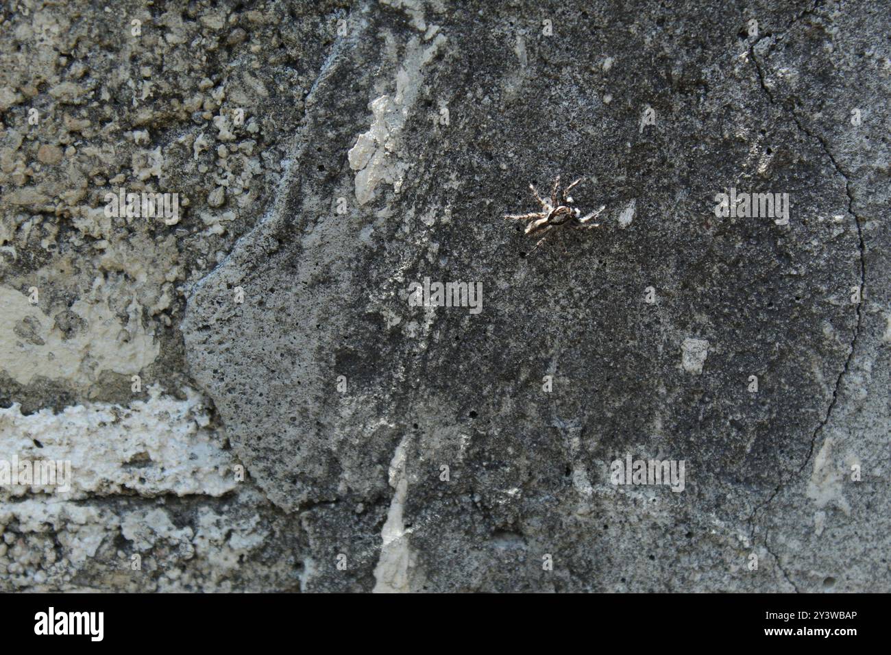 Wall Jumping Spiders (Menemerus) Arachnida Stock Photo - Alamy