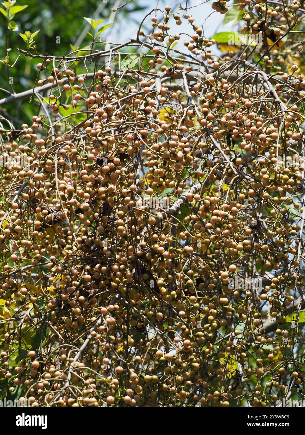 Clammy Cherry (Cordia dichotoma) Plantae Stock Photo - Alamy