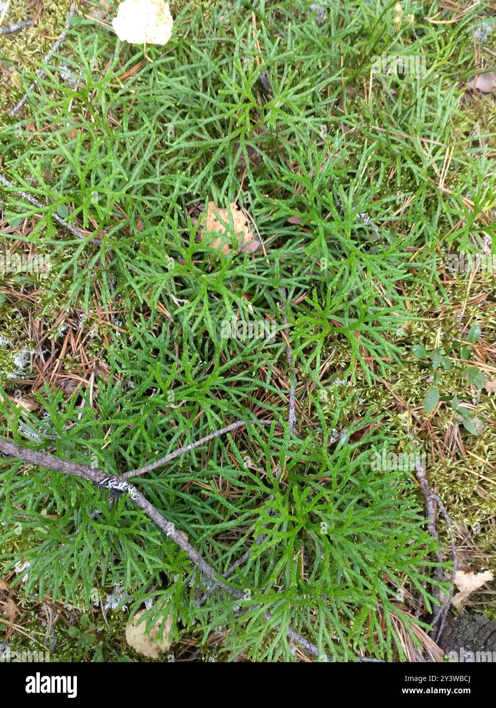 northern ground-cedar (Diphasiastrum complanatum) Plantae Stock Photo - Alamy
