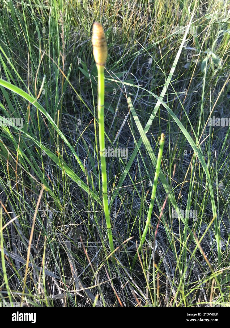 smooth horsetail (Equisetum laevigatum) Plantae Stock Photo - Alamy