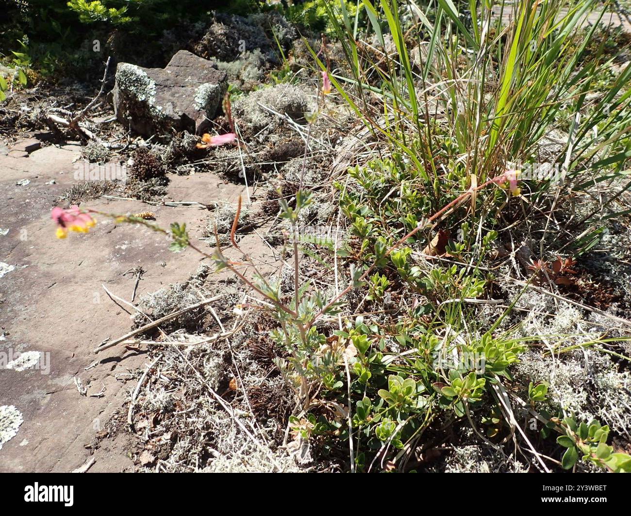 rock harlequin (Capnoides sempervirens) Plantae Stock Photo - Alamy