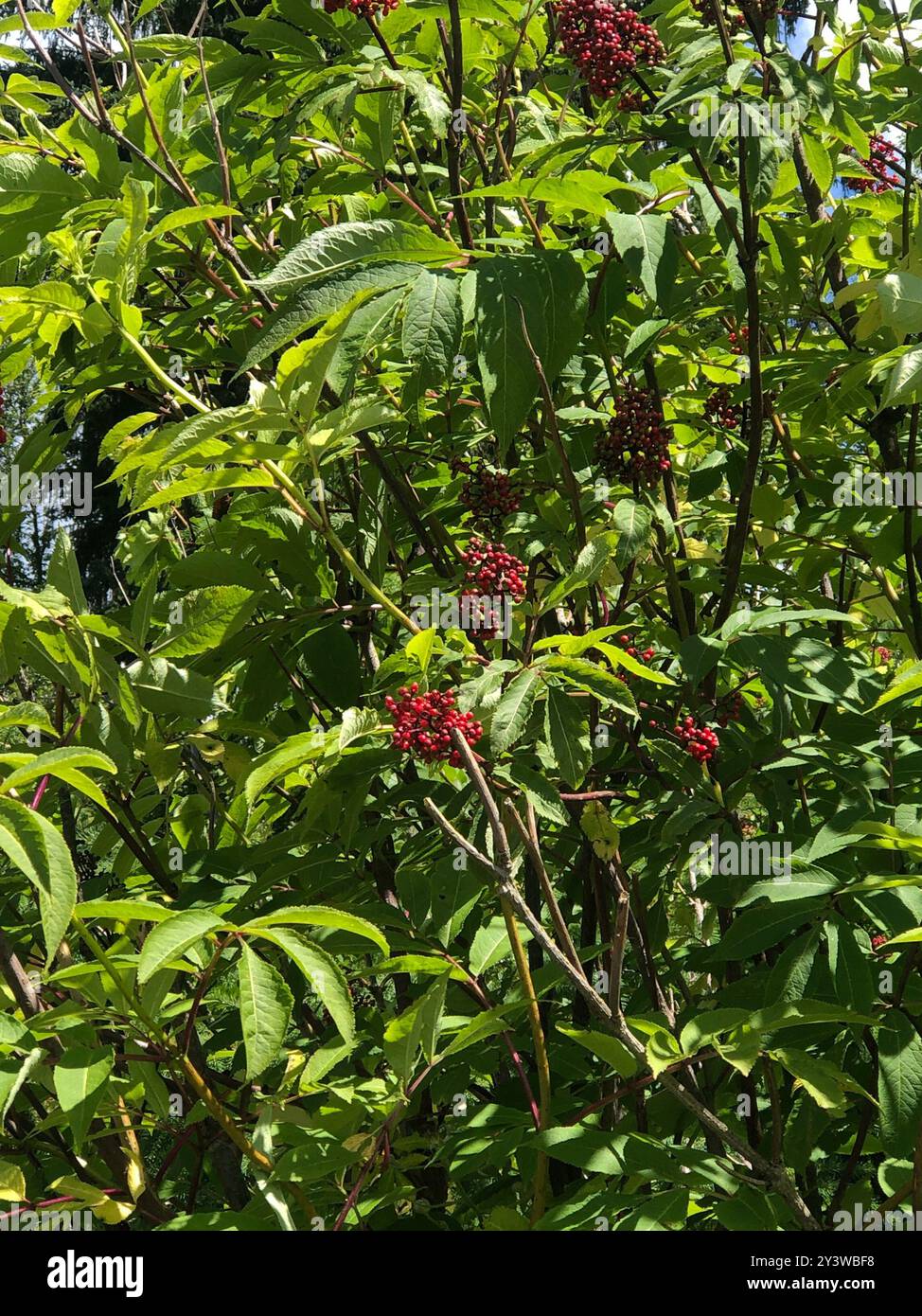 red-berried elder (Sambucus racemosa) Plantae Stock Photo - Alamy
