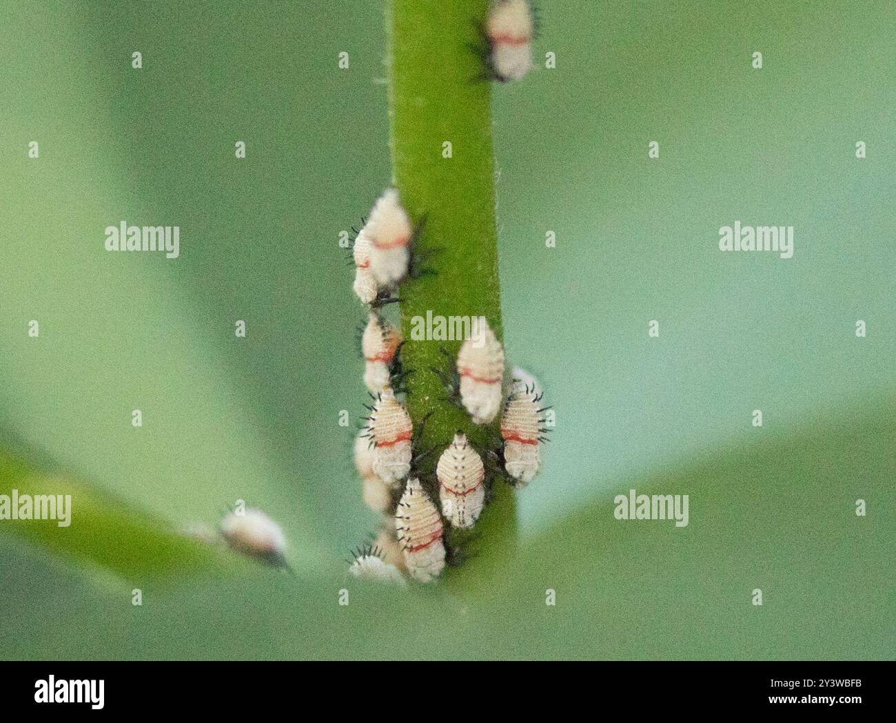 Typical Treehoppers (Membracidae) Insecta Stock Photo - Alamy