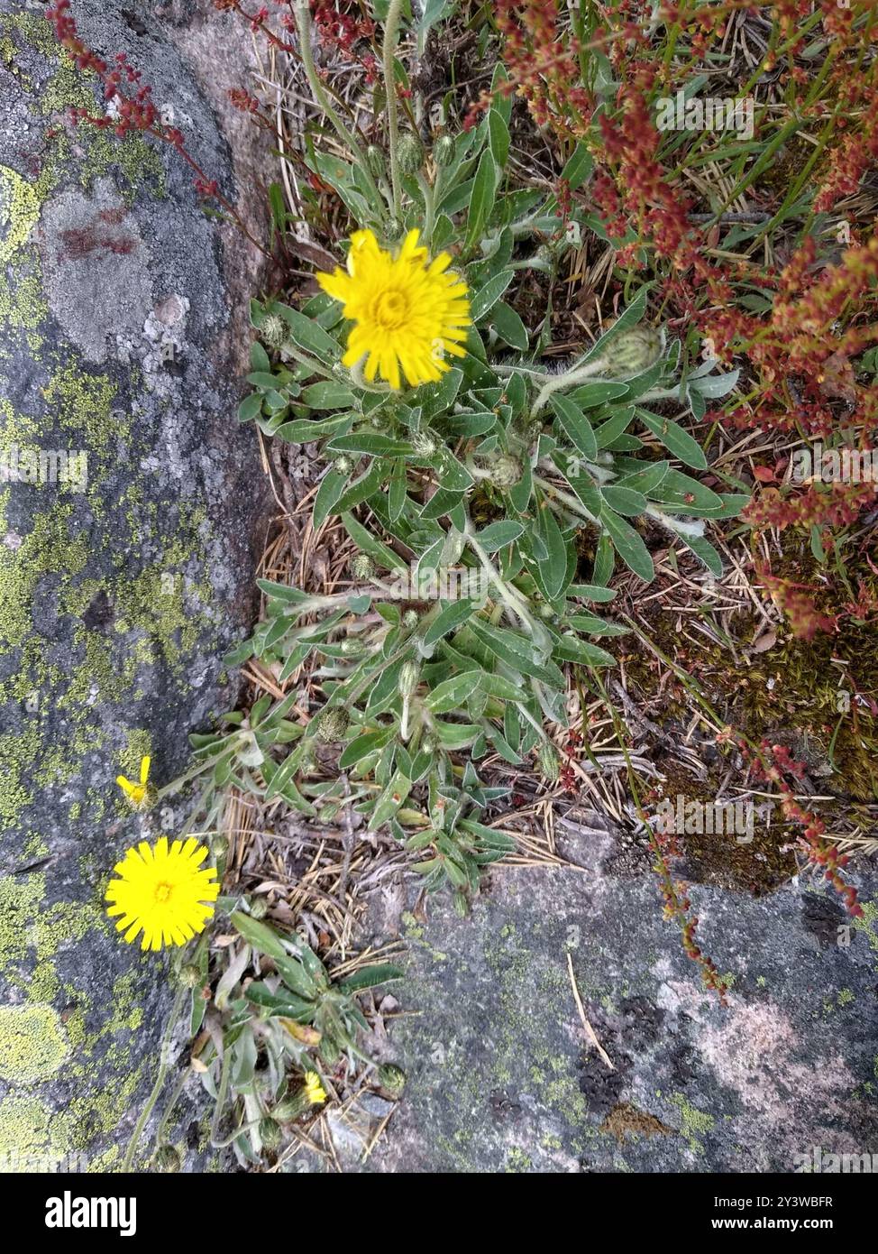 mouse-eared hawkweed (Pilosella officinarum) Plantae Stock Photo - Alamy