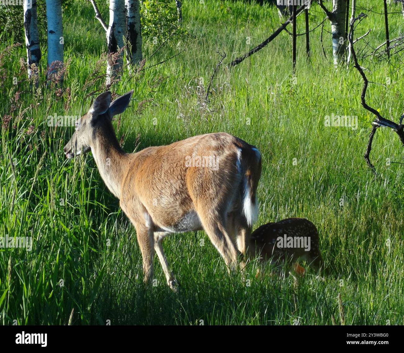 White-tailed Deer (Odocoileus virginianus) Mammalia Stock Photo - Alamy