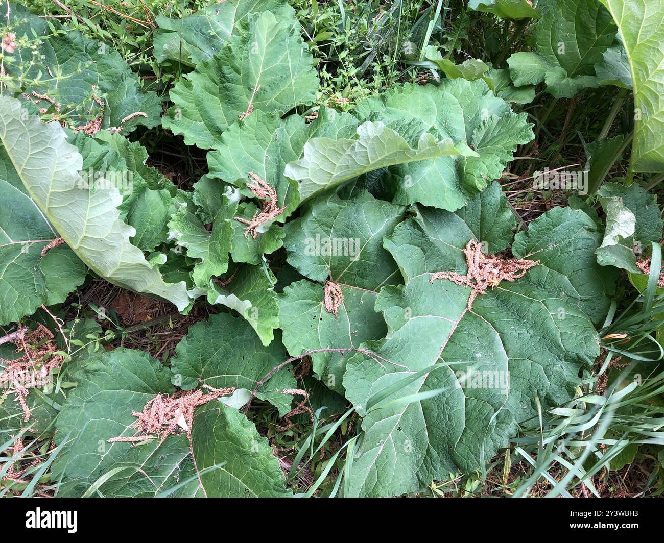 lesser burdock (Arctium minus) Plantae Stock Photo - Alamy