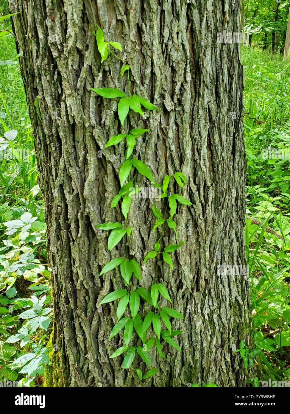 cross vine (Bignonia capreolata) Plantae Stock Photo - Alamy