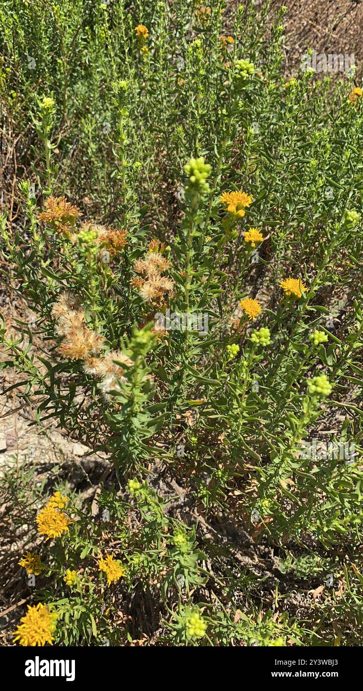 Coastal Goldenbush (Isocoma menziesii) Plantae Stock Photo - Alamy
