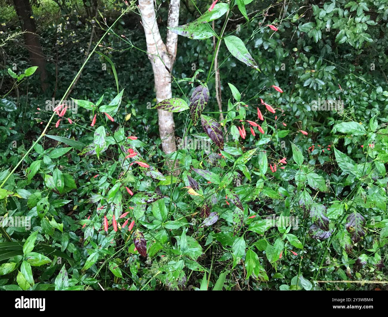 Tropical Wild Petunia (Ruellia brevifolia) Plantae Stock Photo - Alamy