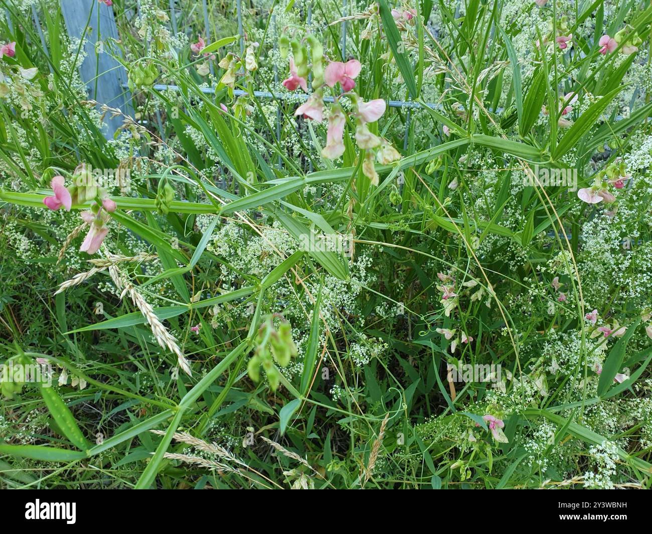 Narrow-leaved Everlasting-pea (Lathyrus sylvestris) Plantae Stock Photo ...