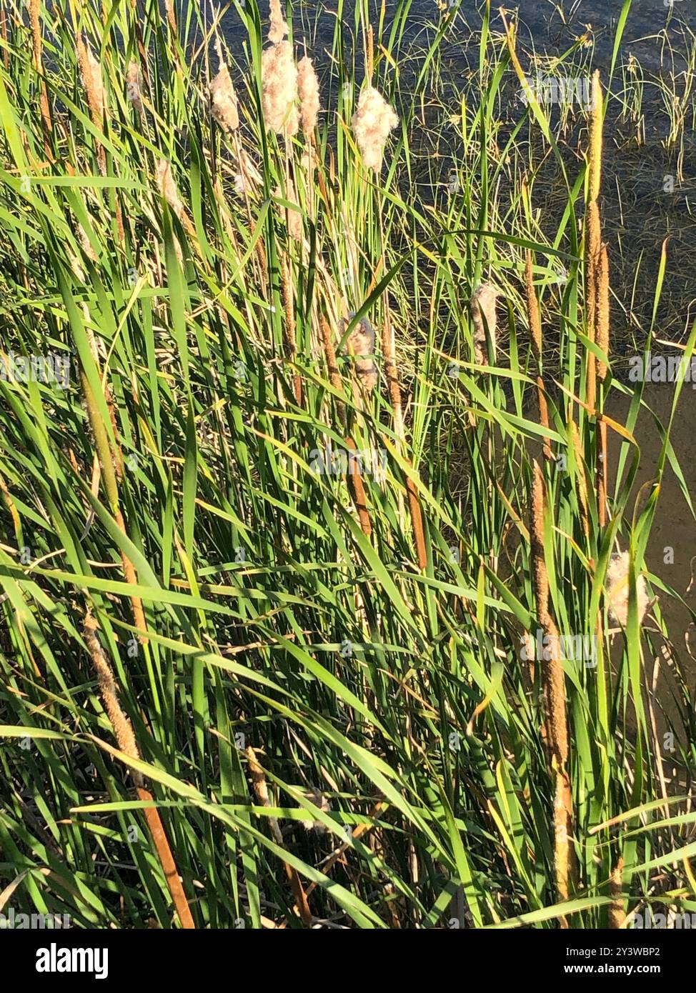 Cattails (Typha) Plantae Stock Photo - Alamy