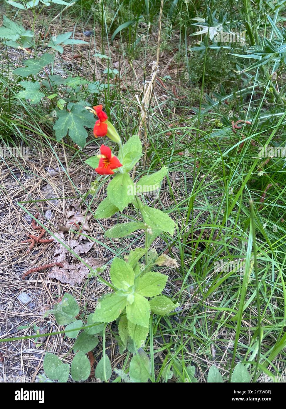 scarlet monkeyflower (Erythranthe cardinalis) Plantae Stock Photo - Alamy