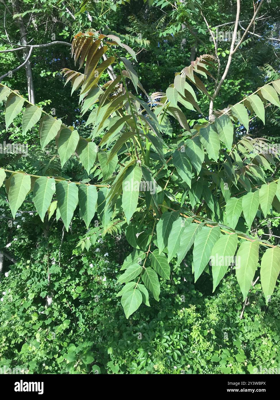tree-of-heaven (Ailanthus altissima) Plantae Stock Photo - Alamy