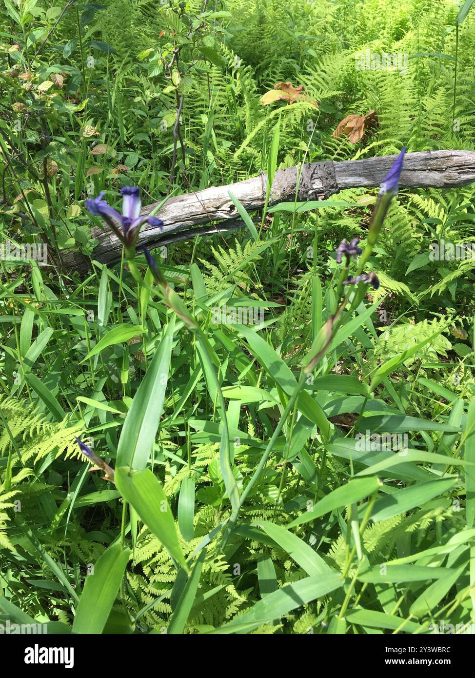 northern blue flag (Iris versicolor) Plantae Stock Photo - Alamy
