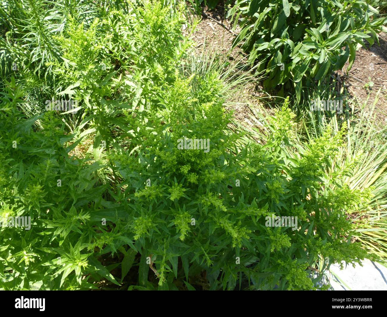 plants (Plantae) Plantae Stock Photo - Alamy