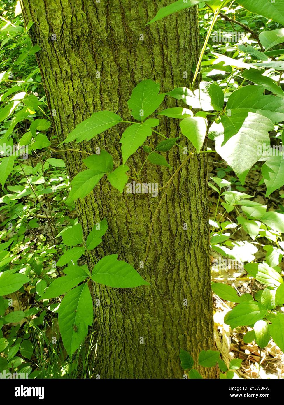 eastern poison ivy (Toxicodendron radicans) Plantae Stock Photo - Alamy