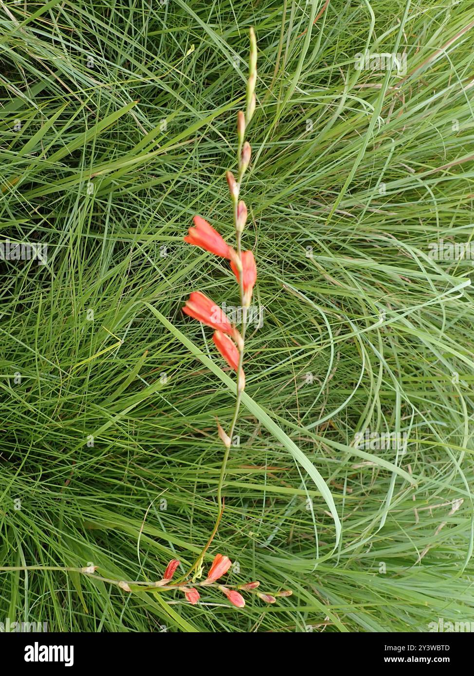 Red Triton (Tritonia disticha) Plantae Stock Photo - Alamy