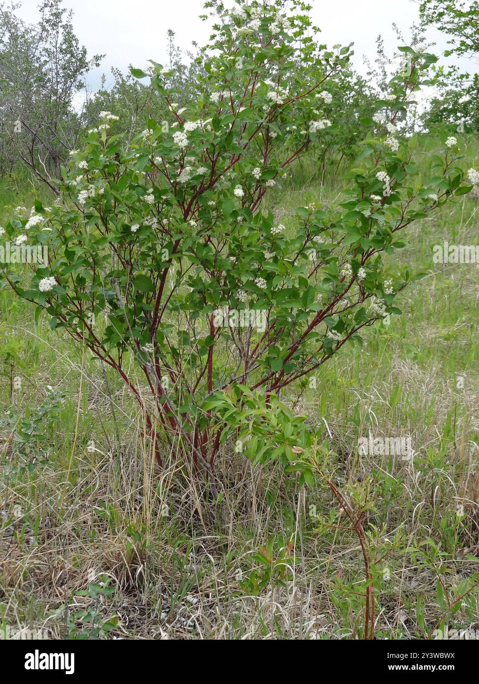 red osier dogwood (Cornus sericea) Plantae Stock Photo - Alamy