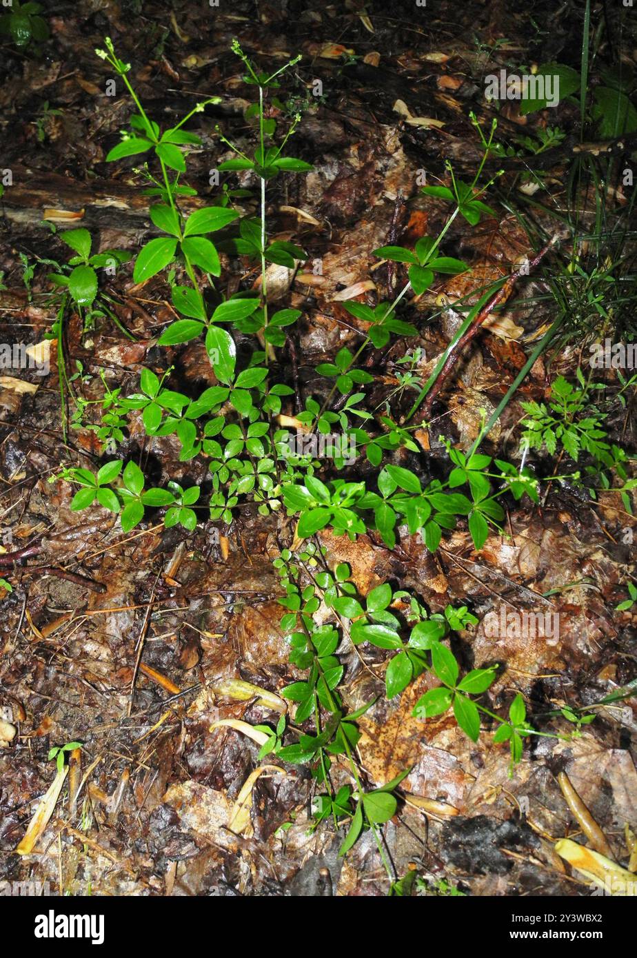 licorice bedstraw (Galium circaezans) Plantae Stock Photo - Alamy
