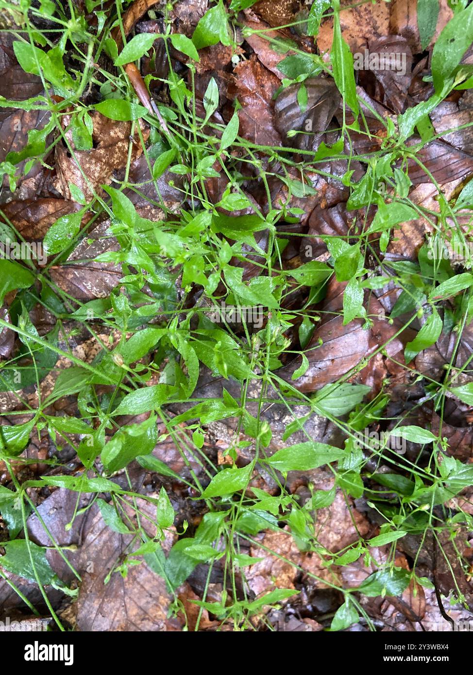 Three-nerved Sandwort (Moehringia trinervia) Plantae Stock Photo - Alamy
