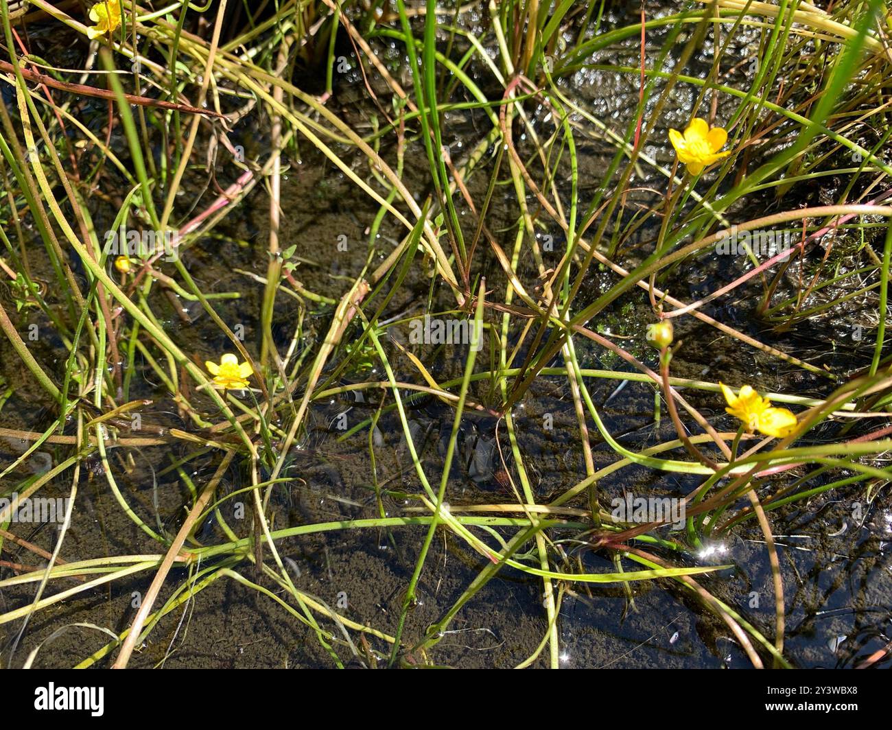 buttercup family (Ranunculaceae) Plantae Stock Photo - Alamy