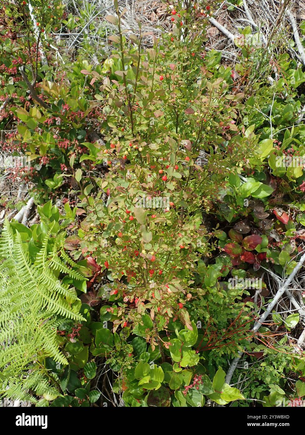Red Huckleberry (Vaccinium parvifolium) Plantae Stock Photo - Alamy