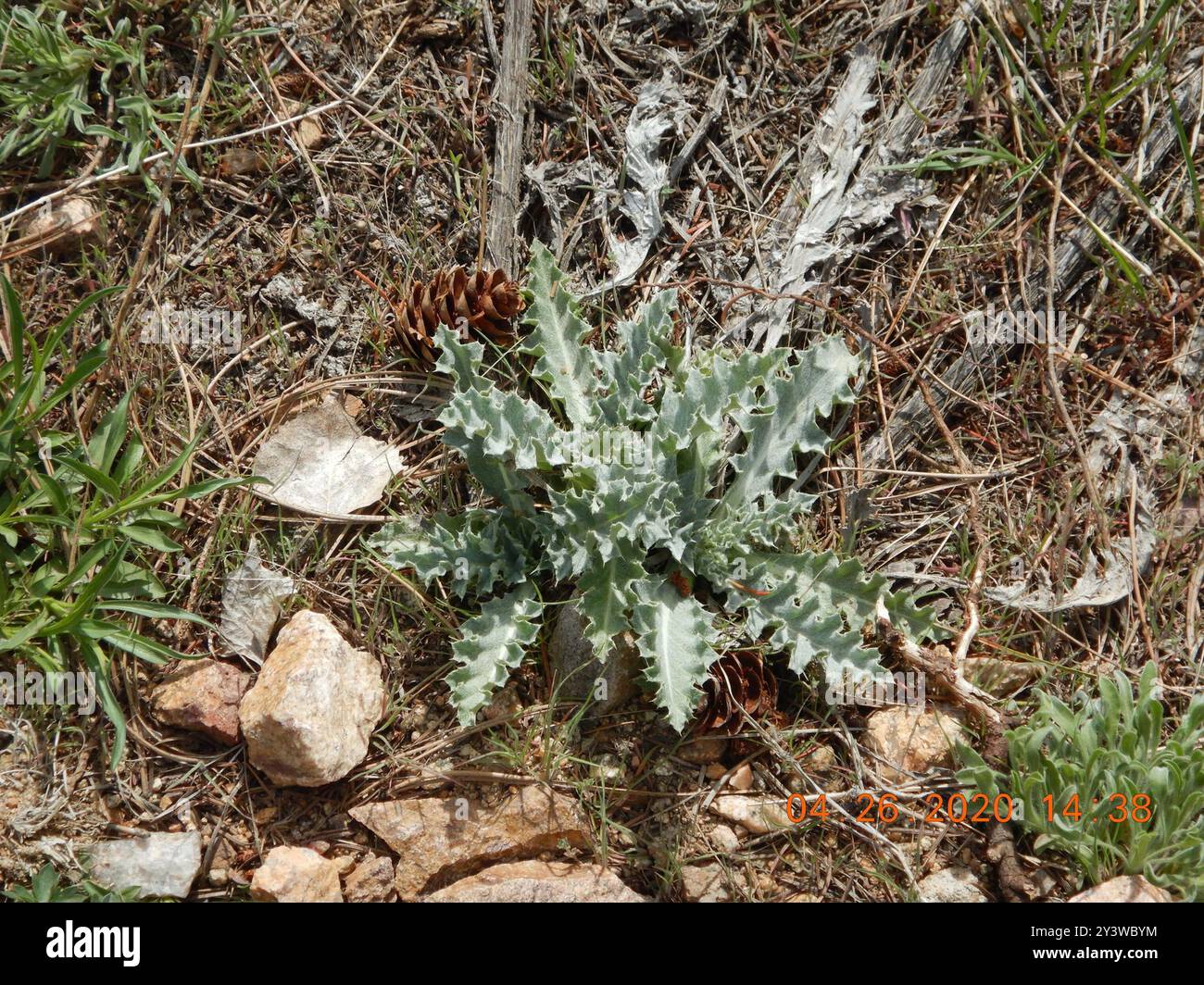 wavyleaf thistle (Cirsium undulatum) Plantae Stock Photo - Alamy