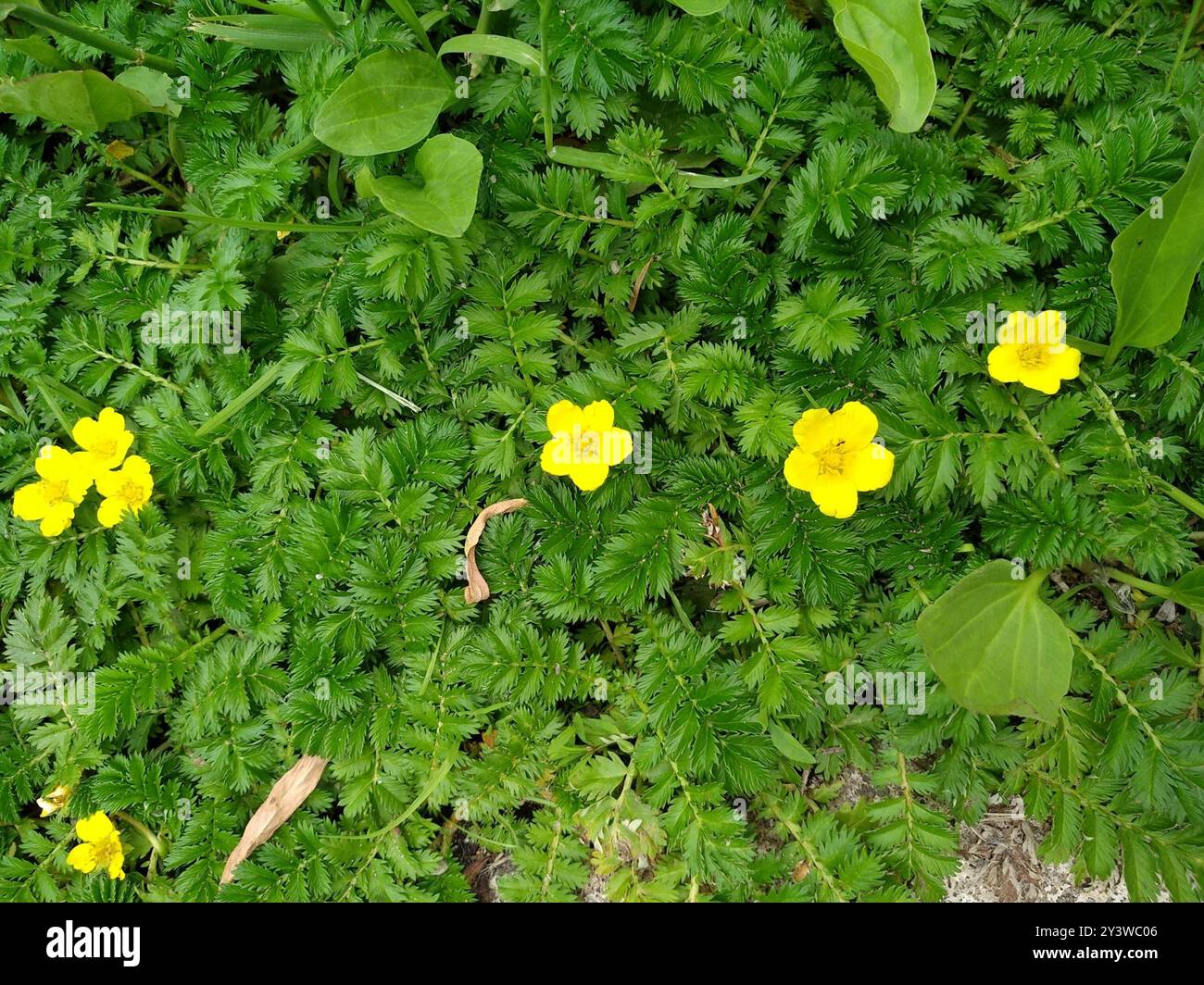 common silverweed (Argentina anserina) Plantae Stock Photo - Alamy