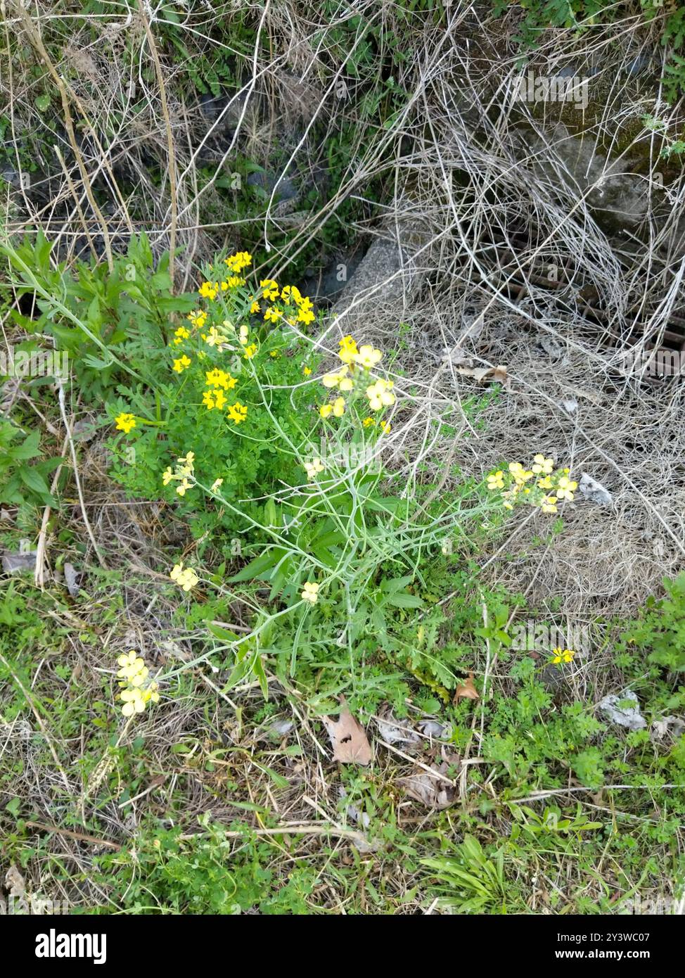 Isle of Man Cabbage (Coincya monensis) Plantae Stock Photo - Alamy