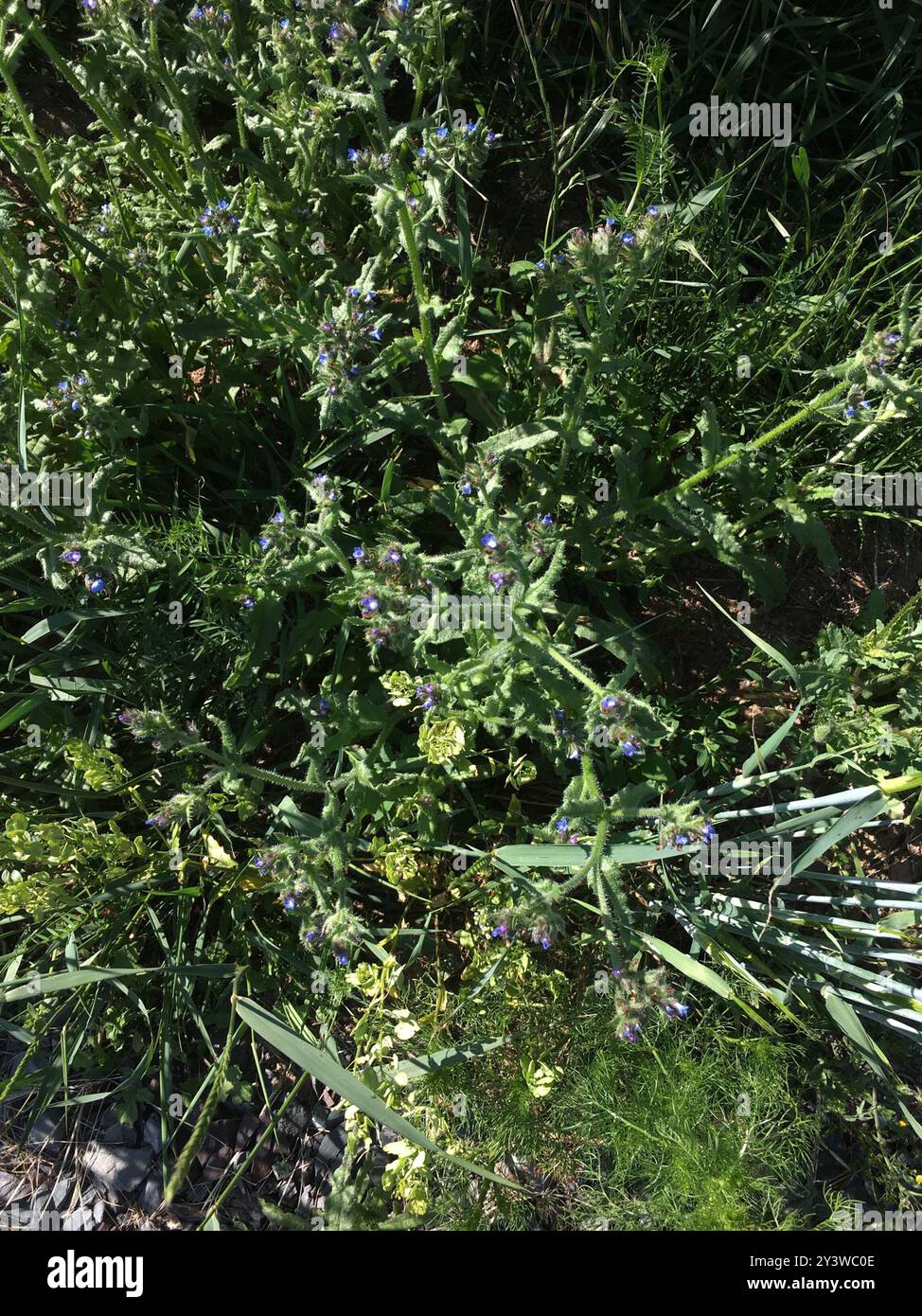 small bugloss (Anchusa arvensis) Plantae Stock Photo - Alamy