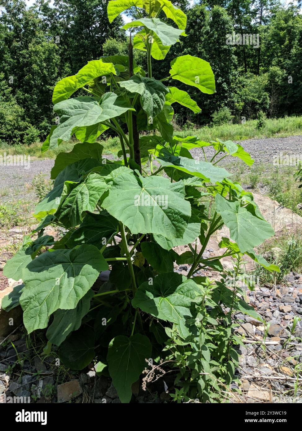 princess tree (Paulownia tomentosa) Plantae Stock Photo - Alamy