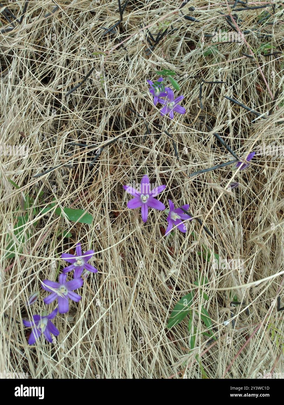 crown brodiaea (Brodiaea coronaria) Plantae Stock Photo - Alamy
