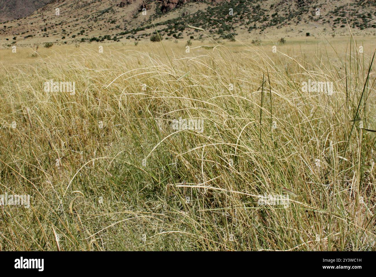 Sand Dropseed (Sporobolus cryptandrus) Plantae Stock Photo - Alamy