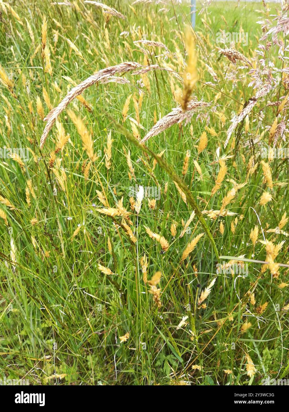 sweet vernal grass (Anthoxanthum odoratum) Plantae Stock Photo - Alamy