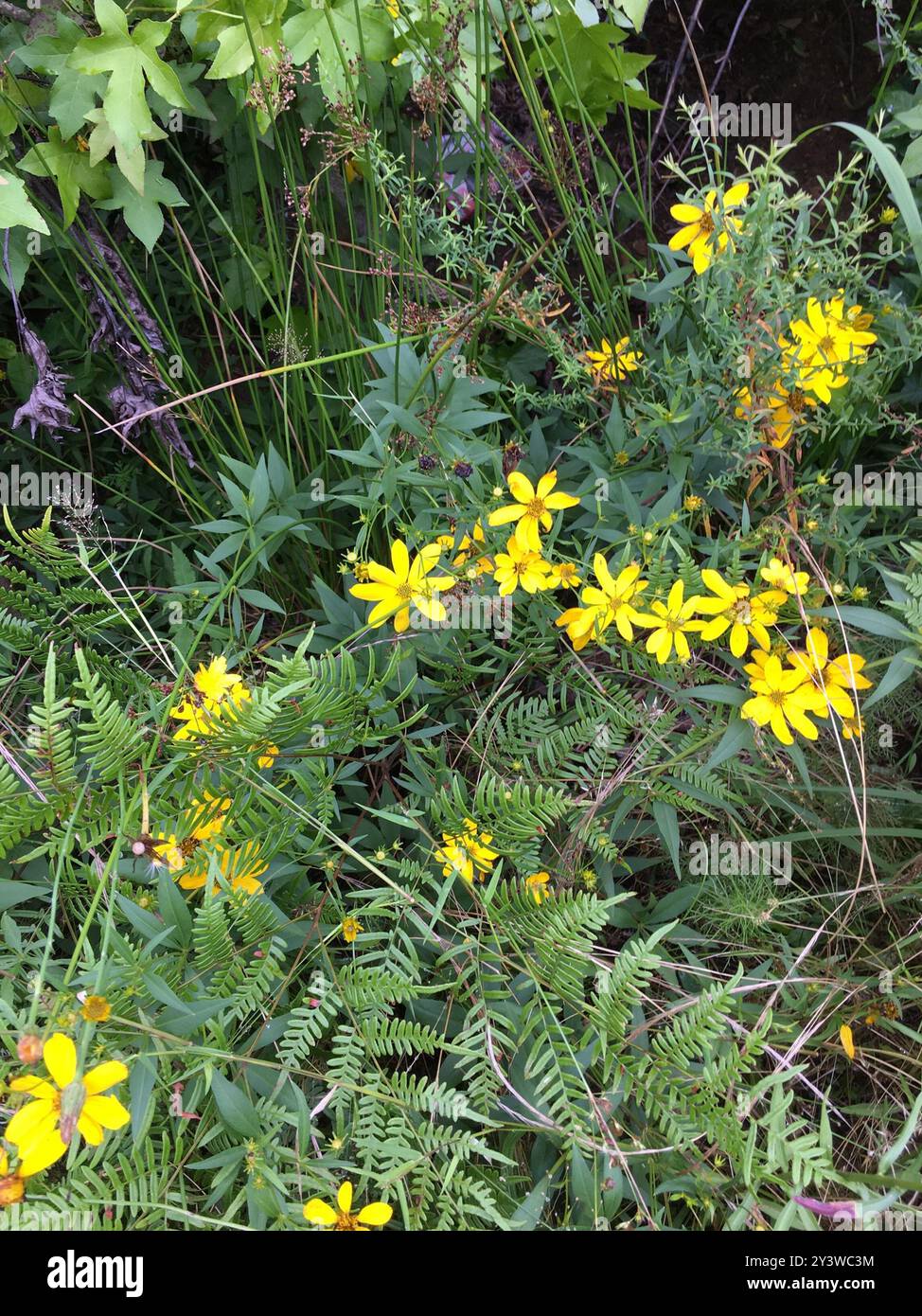 Greater Tickseed (Coreopsis major) Plantae Stock Photo - Alamy