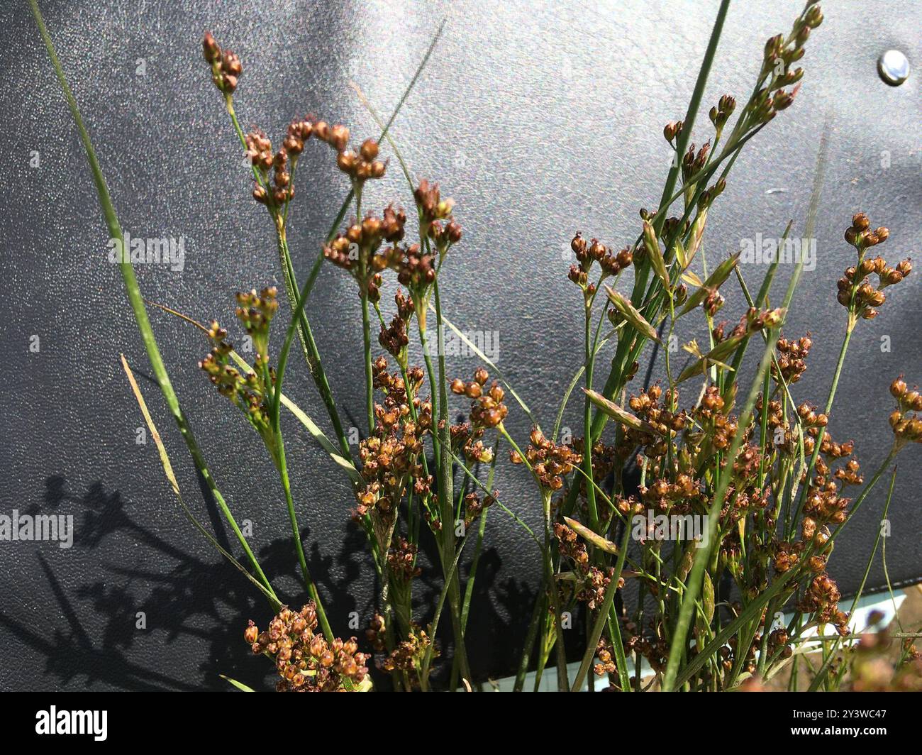 Flattened Rush (Juncus compressus) Plantae Stock Photo - Alamy