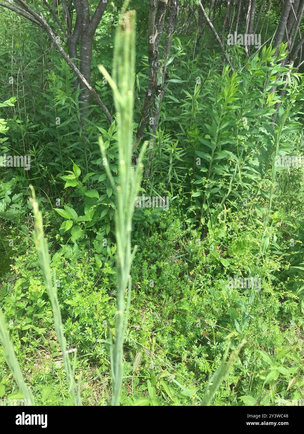 Tower Mustard (Turritis glabra) Plantae Stock Photo - Alamy