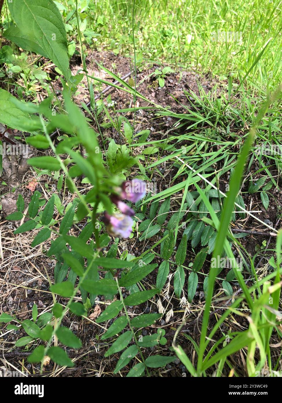 Bush Vetch (Vicia sepium) Plantae Stock Photo - Alamy
