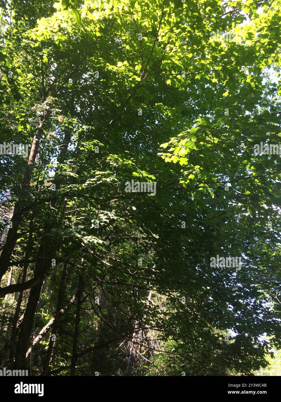 black maple (Acer nigrum) Plantae Stock Photo - Alamy