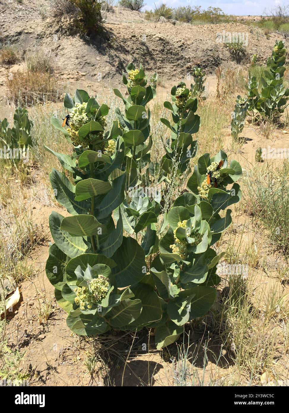 broadleaf milkweed (Asclepias latifolia) Plantae Stock Photo - Alamy